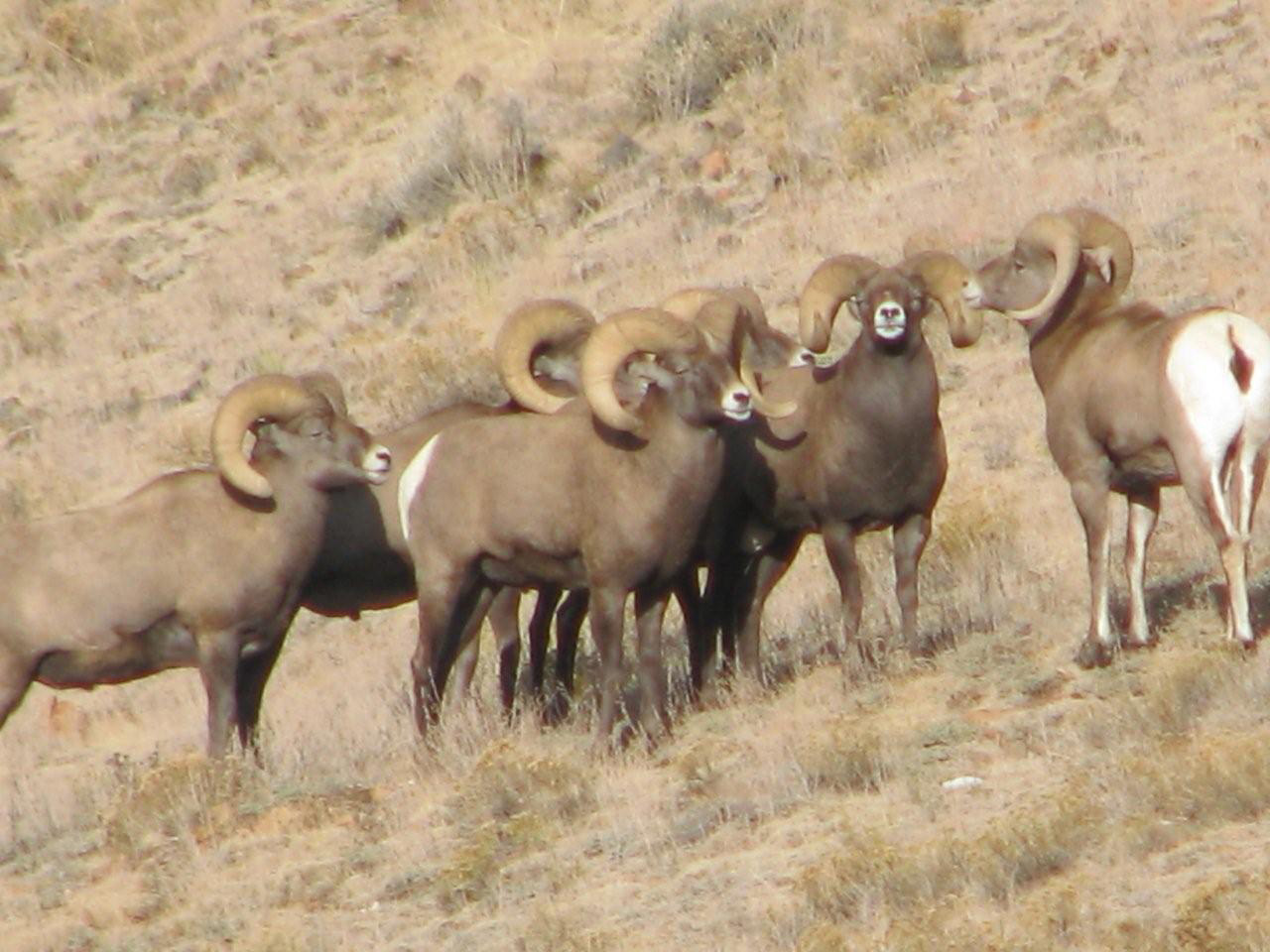 Matschee Guide Service, LLC - Colorado Outfitter - Photo Gallery - Elk ...